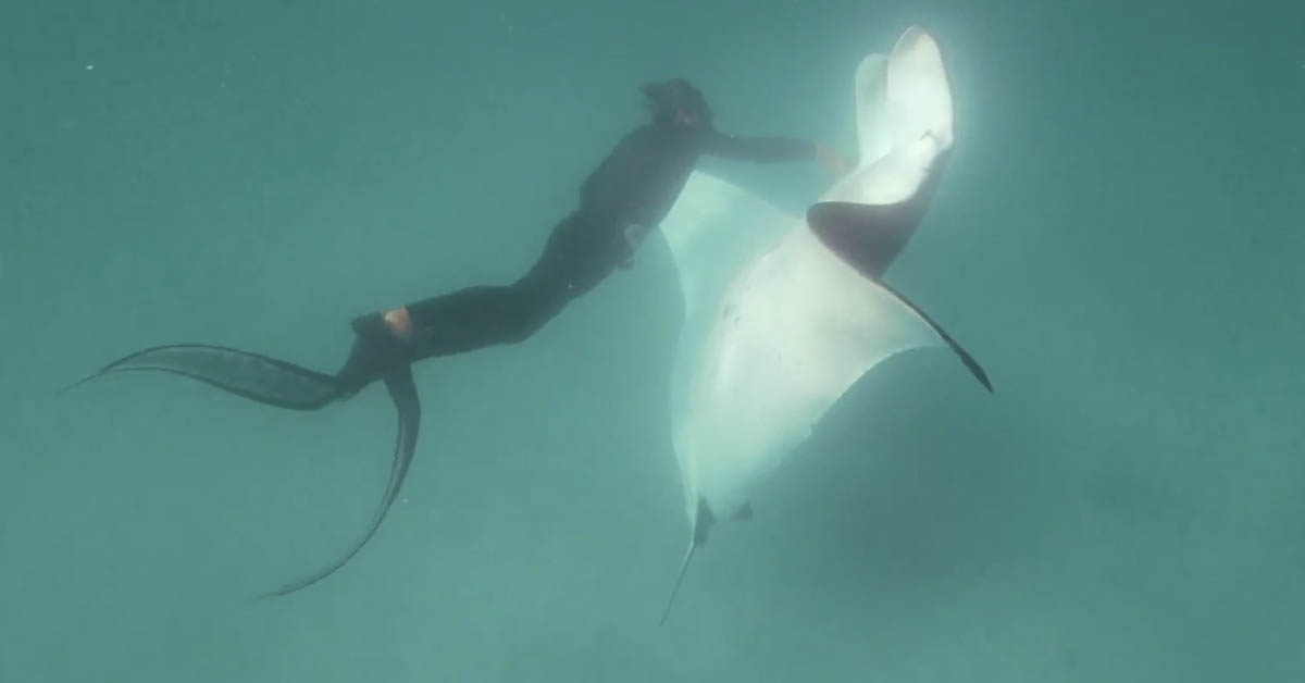Manta Ray Asks Help From Diver To Remove Painful Hooks Caught In Her Eye