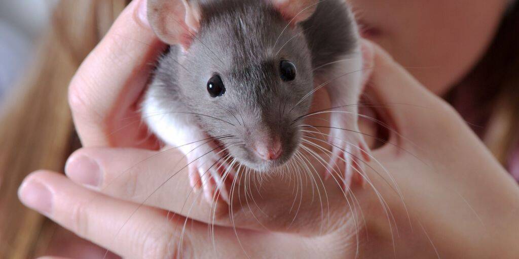 Rat Bites The Leg Of A Coma Patient, Father Of Patient Says Rodents Are ...