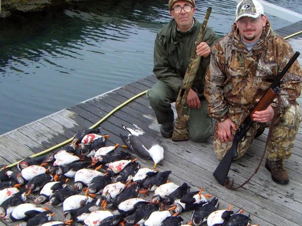 British Trophy Hunters Are Killing Up To 100 Puffins Per Hunting Trip ...