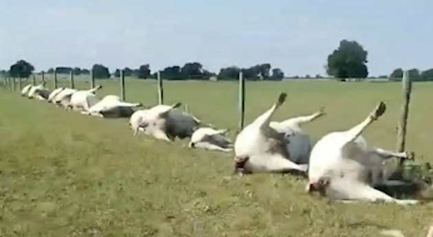 Killer Lighting Strike Kills 23 Cows Instantly After Bolt Hit Metal Fence They Were Standing Next To