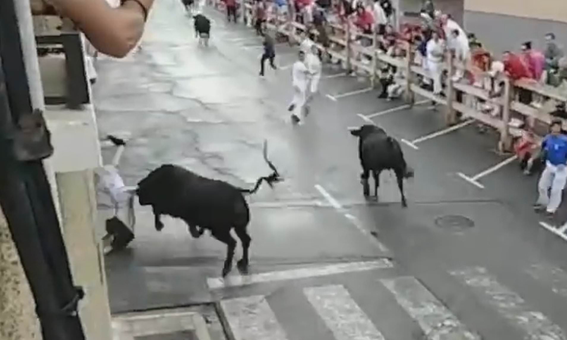 Encierro Bull-Running Festival: 26-Year-Old Bull Runner Gored 2 Times ...