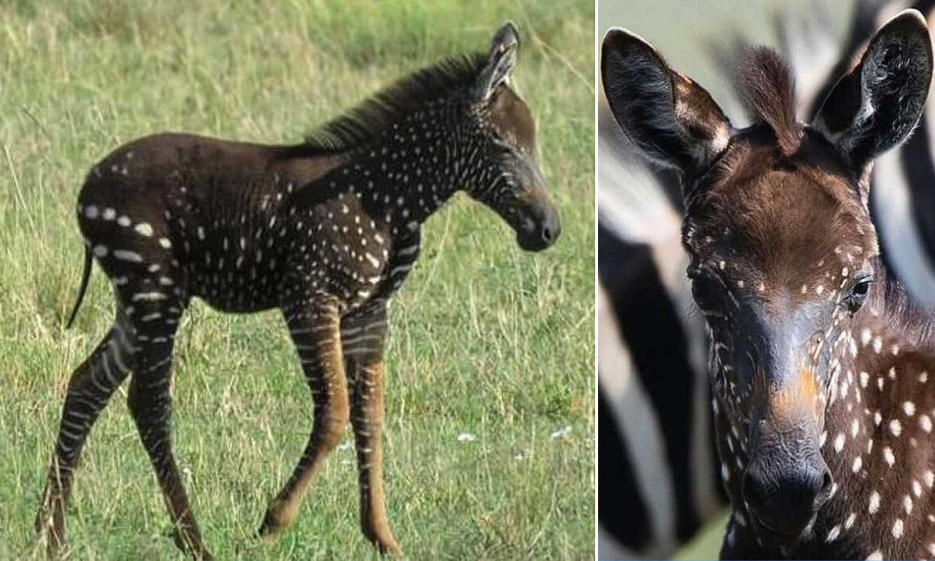 Newborn Zebra Foal With Extremely Rare Polka-Dot Markings Spotted In Kenya