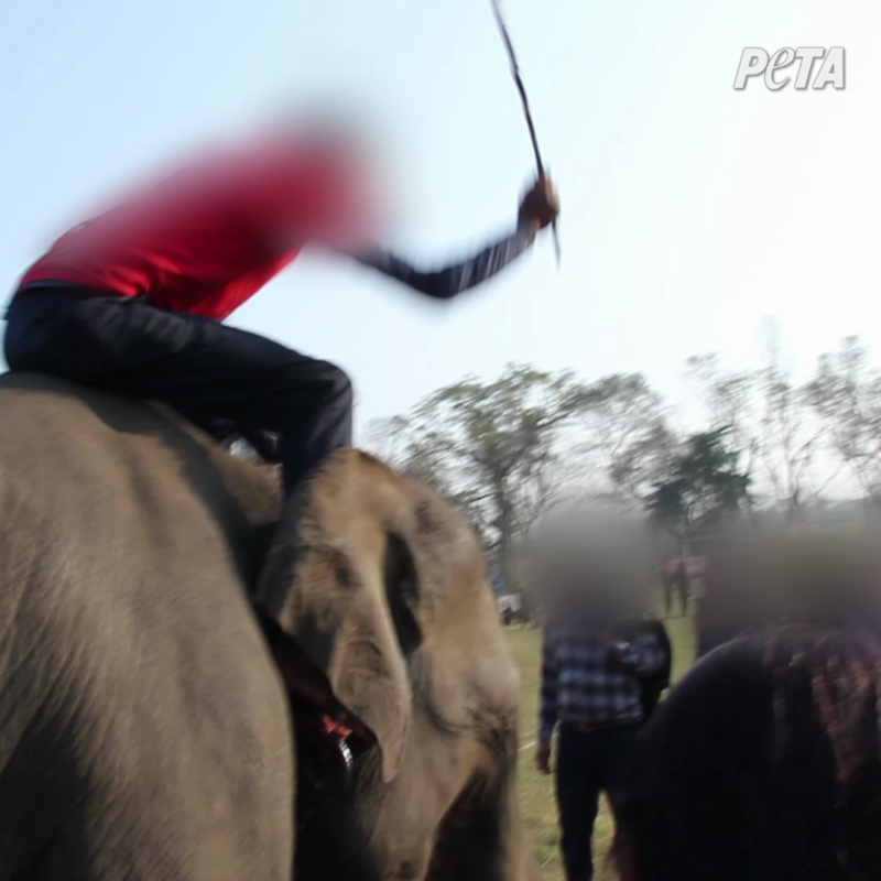 Elephants In Nepal Beaten With Bullhooks And Sticks For Games In ...