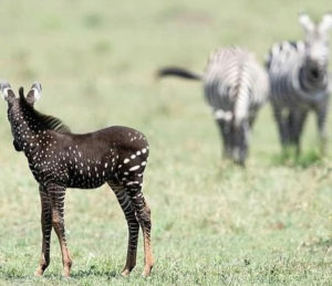 Newborn Zebra Foal With Extremely Rare Polka-Dot Markings Spotted In Kenya