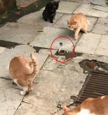 On Video: 4 Brave Cats Fight Off A Venomous Snake In India