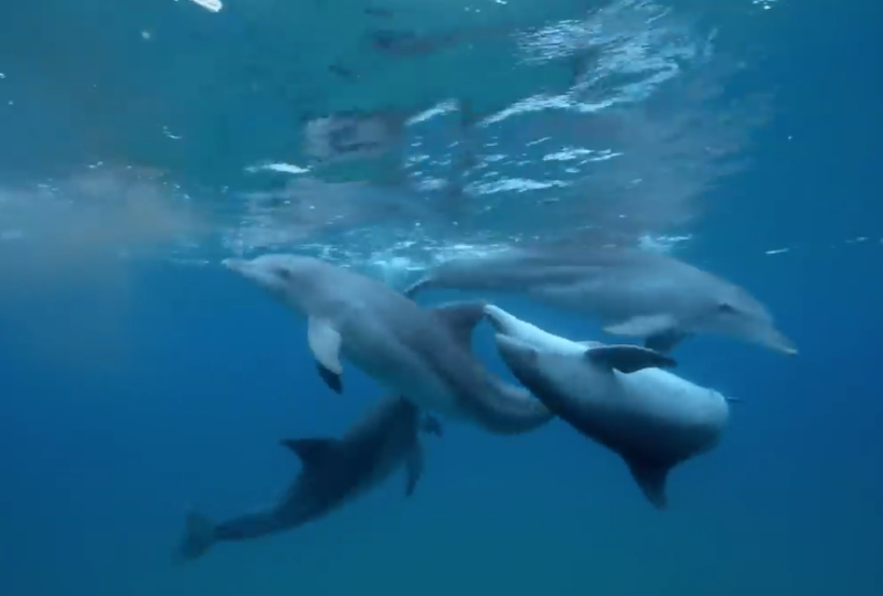 Drug Addicted Dolphins Filmed Using Pufferfish To Get High From Deadly ...