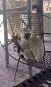 Tragic Footage Shows Grieving Monkey Carrying And Grooming Stillborn ...
