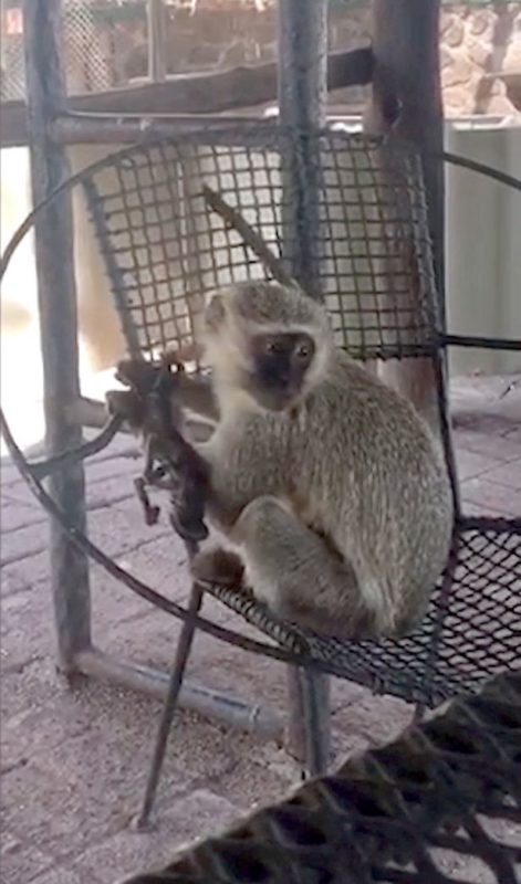 Tragic Footage Shows Grieving Monkey Carrying And Grooming Stillborn ...