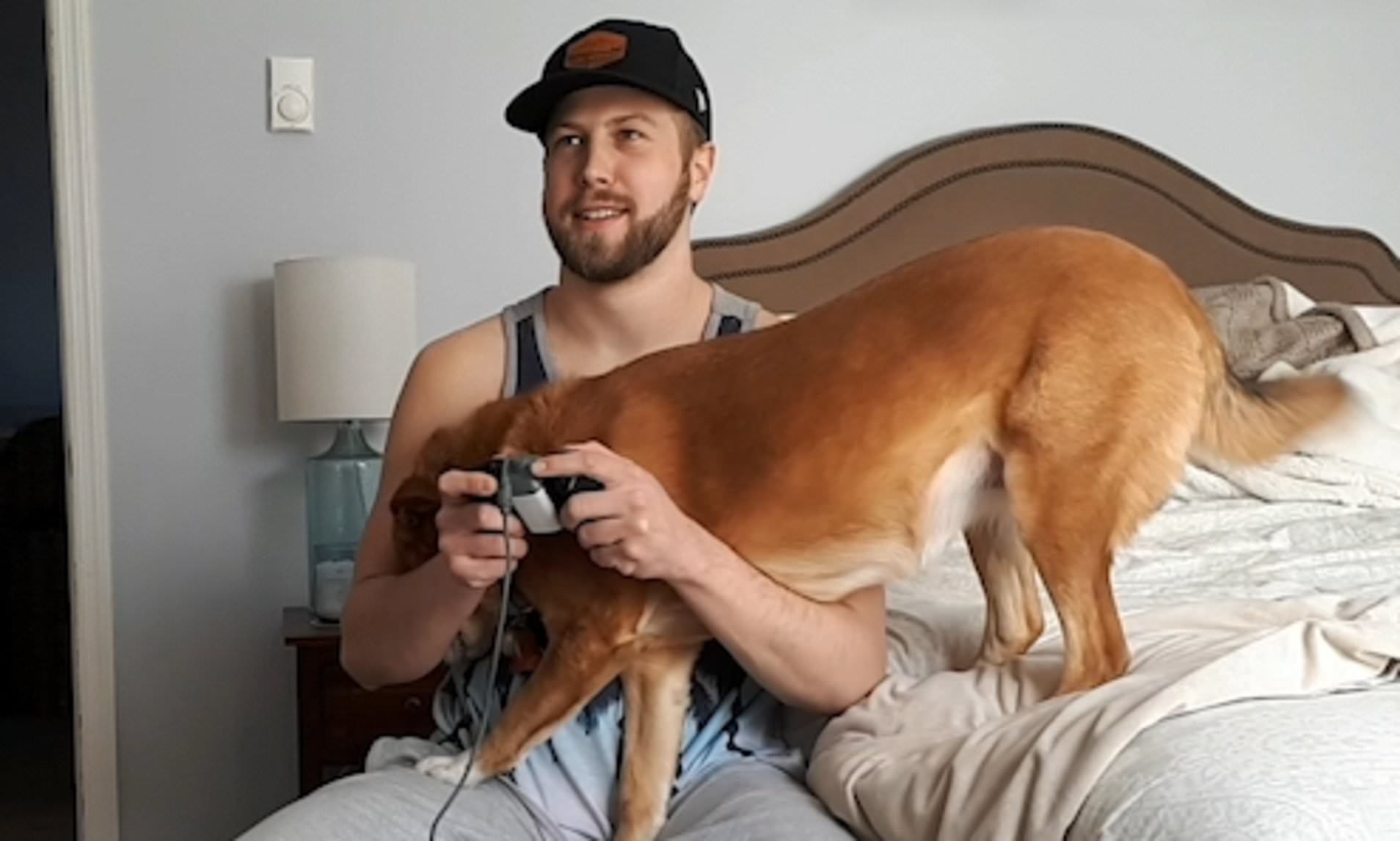 Adorable Pet Dog Does Everything To Distract Owner From Playing His Xbox