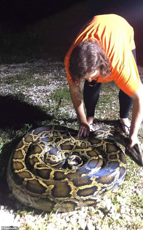 Second Largest Python Found In Florida: Trappers Manage To Capture 98 ...