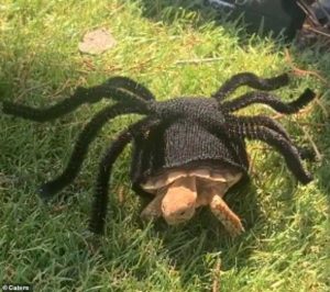 Tortontula? Owner Creates Scary Halloween Costume For Her Pet Tortoise