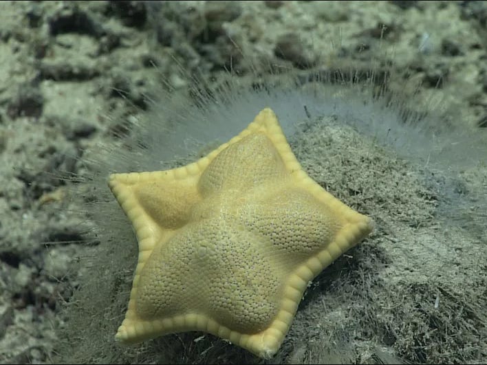 Researchers Capture Amazing Photograph Of Starfish That Looks Like A ...