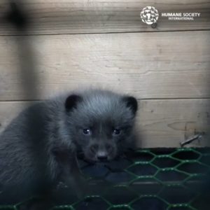 Horrifying Video Shows Extreme Animal Cruelty In Finland Fur Farms