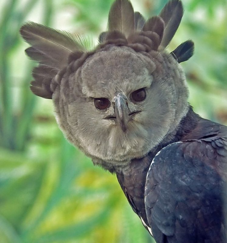 This Massive And Majestic Eagle Is One Of The Most Beautiful Creatures ...