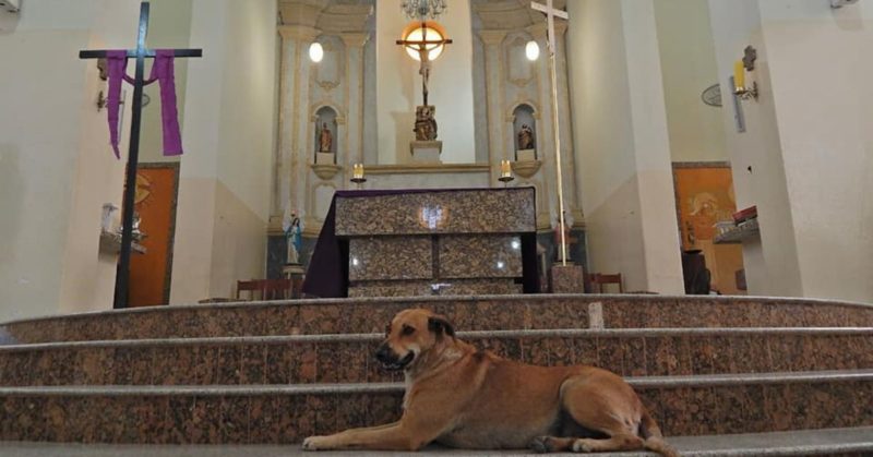 Brazilian Priest Brings Stray Dogs Into Church So People Can Adopt Them