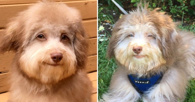 Adorable Dog Has An Incredibly Human-Like Face And Looks Like A Baby ...