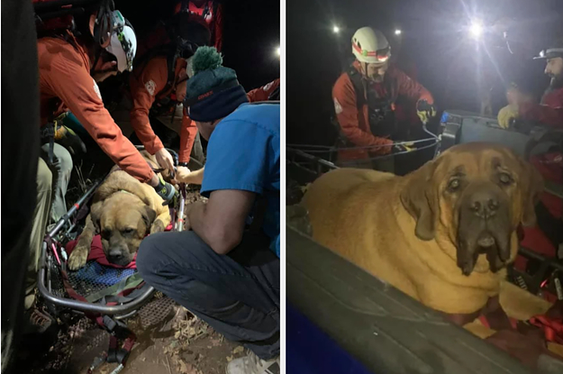 Massive Dog Rescued From The Top Of A Mountain After It Got Too Tired ...