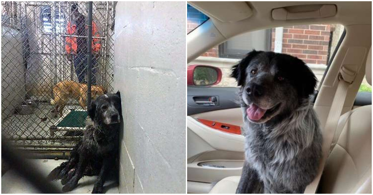 Dog Known As “Broken Dog” Couldn’t Stop Smiling After Realizing He’s ...