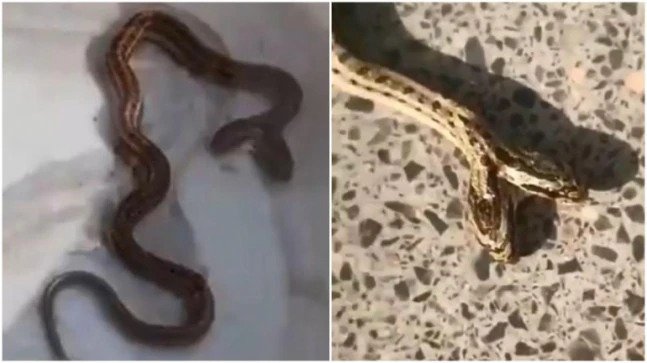 Chinese Farmer Finds Two-Headed Snake Slithering In His Yard