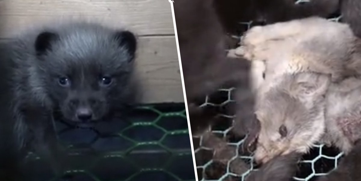 Horrifying Video Shows Extreme Animal Cruelty In Finland Fur Farms