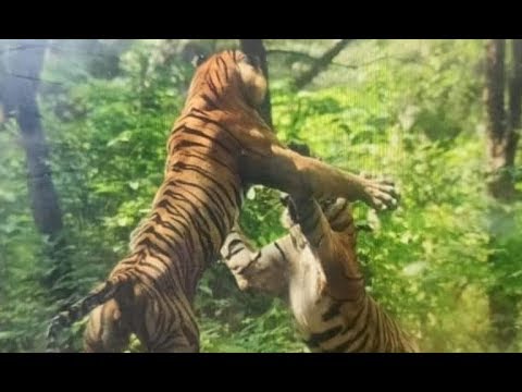 Caught On Cam: 2 Tigers Fight Over A Tigress In Ranthambore National Park