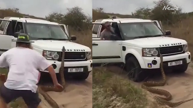 South African Tourists Run For Their Lives As 17-Foot Python Chases ...