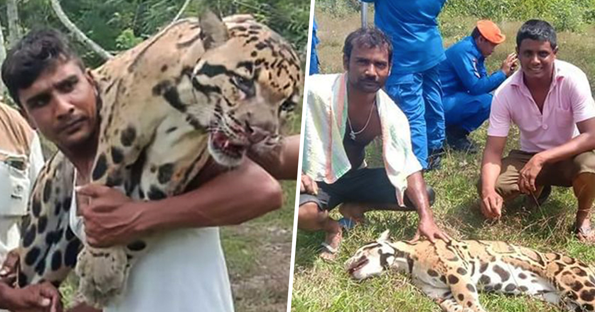 Poachers Laugh As They Show Off The Corpse Of Extremely Rare Clouded ...