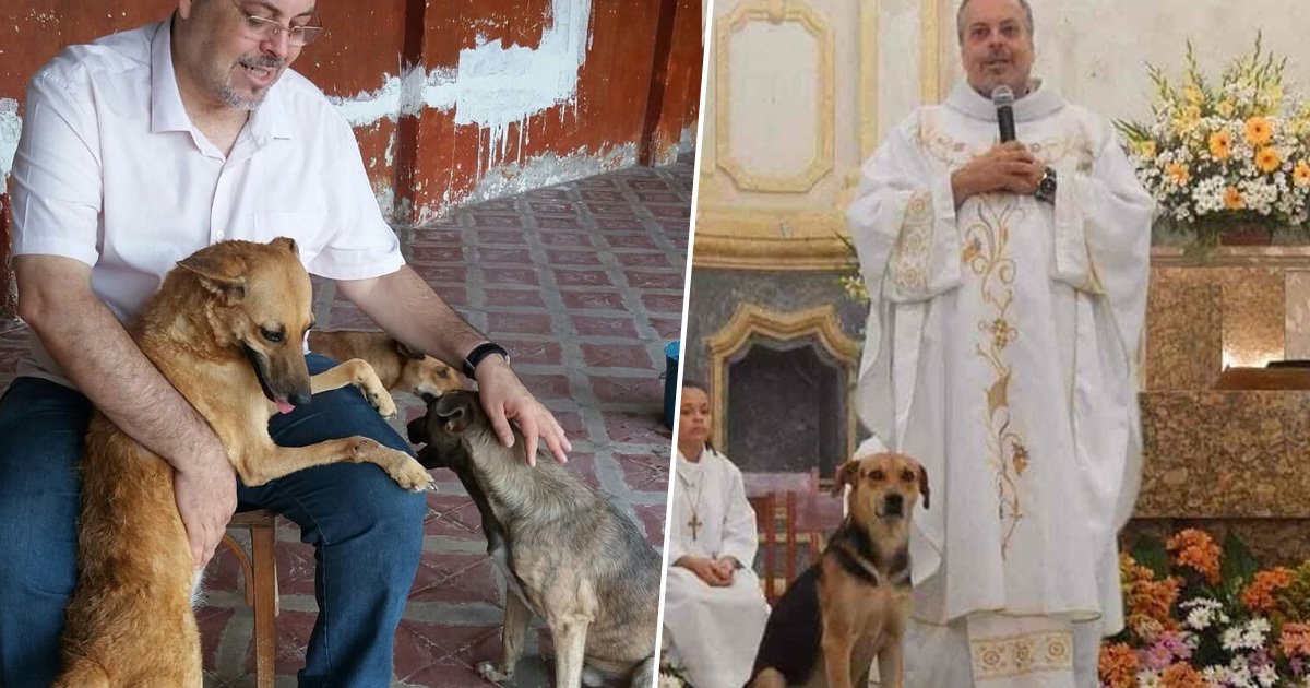Brazilian Priest Brings Stray Dogs Into Church So People Can Adopt Them