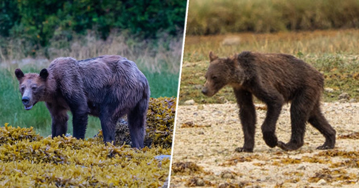 Climate Change: Emaciated Canadian Grizzly Bears Are Starving As Salmon ...