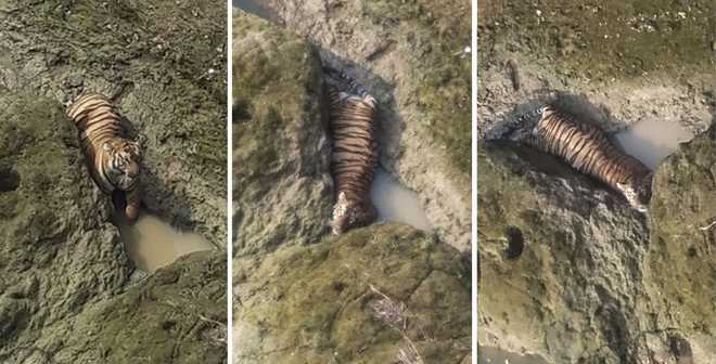 Injured Tiger Dies After Getting Stuck In Rocks