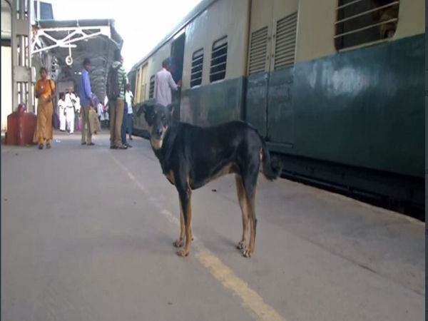 Stray Dog Barks At People Who Disobey The Rules Of A Railway Station In ...