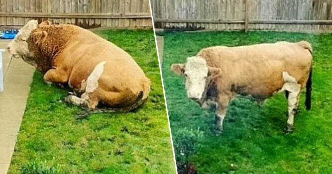 Northamptonshire Couple Wake Up To Find Huge Bull Relaxing In Their ...