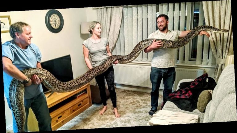 “World’s Biggest Burmese Python” Lives With A Family In An Apartment