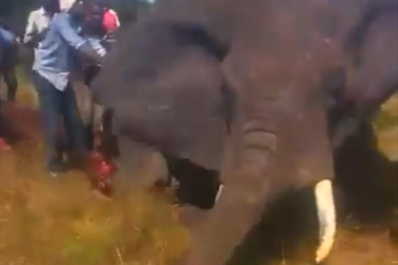 Angry Kenyan Villagers Hack Elephant To Death In Disturbing Video