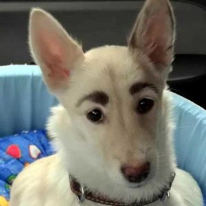 Adorable Dog With Human-Like Eyebrows Becomes Instagram Sensation