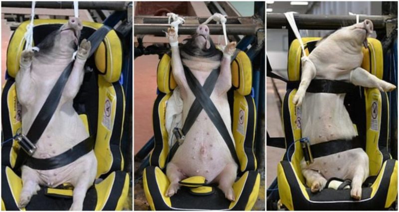 Live Pigs Are Being Used As Test Dummies In Cruel Crash Test Experiments