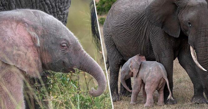 Extremely Rare Pink Elephant Calf Spotted In Maasai Mara Nature Reserve In Kenya