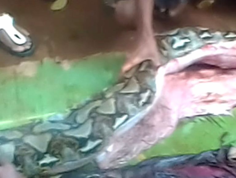 23-Foot-Long Python Swallows 54-Year-Old Indonesian Woman