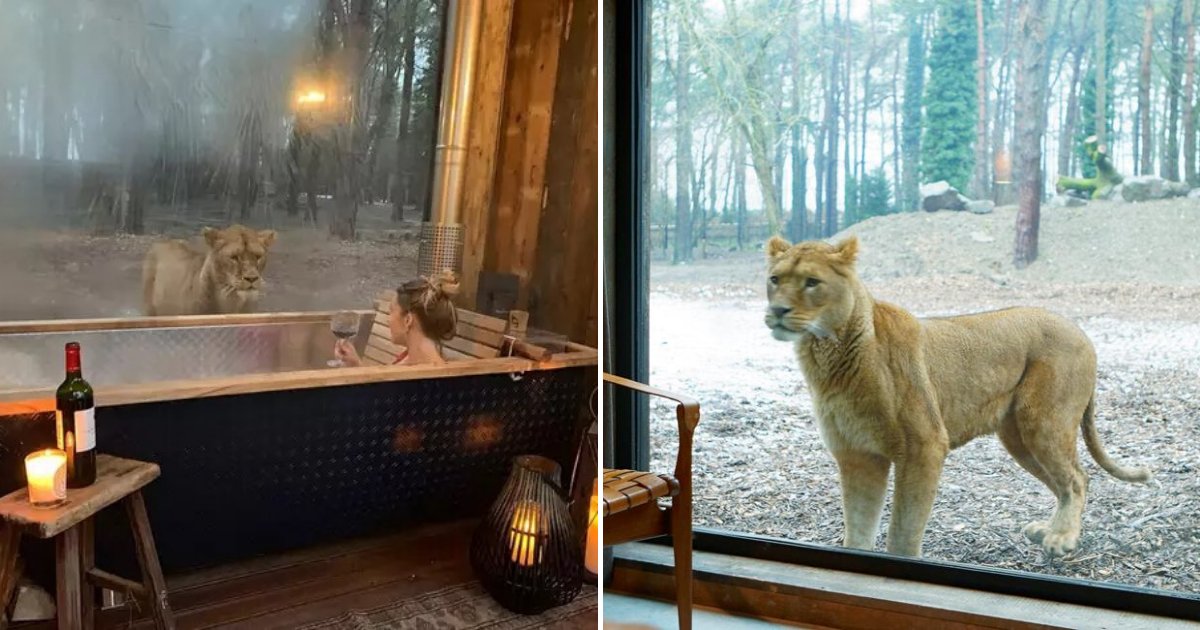 Lion Lodge: This Hotel In The UK Allows Guests To Sleep Next To A Pride ...