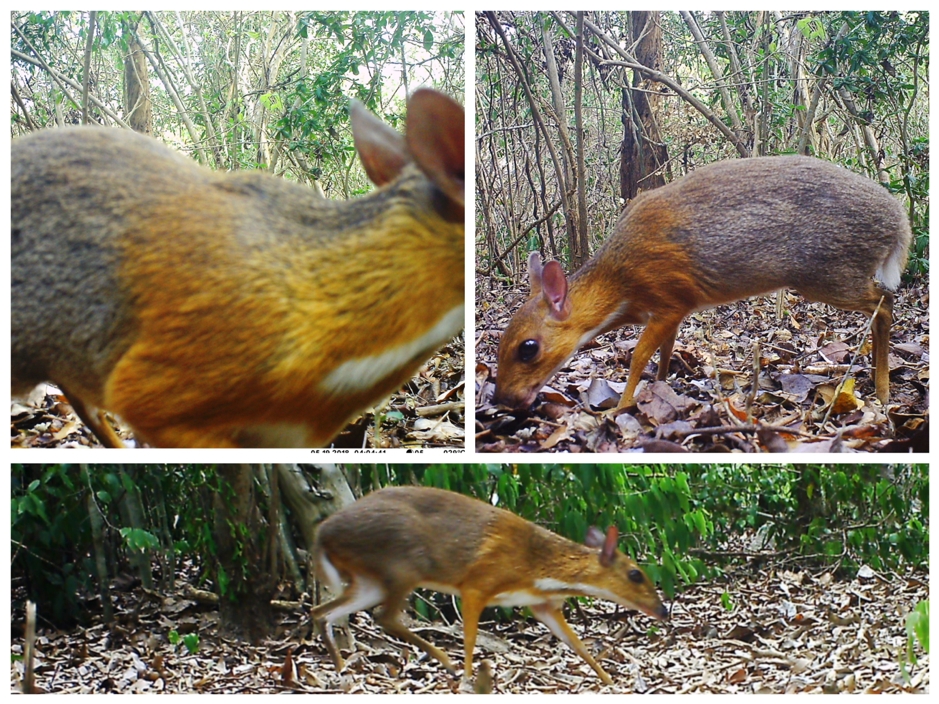 Vietnamese Mouse Deer: "Extinct" Silver-Backed Chevrotain Spotted For ...