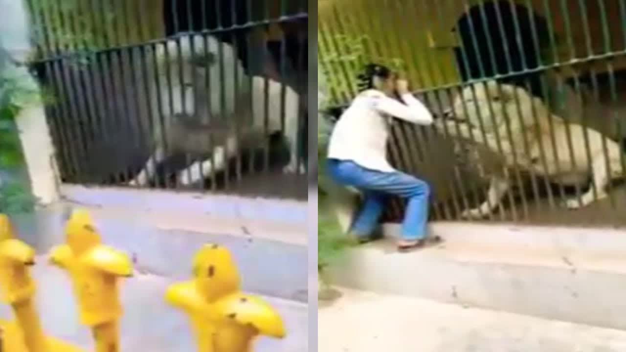 Caught On Cam: Zookeeper Attacked By Lion In Front Of Visitors During ...