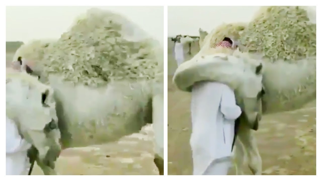 Video Shows Camel Hugging Its Owner As They Reunite After Spending Days ...