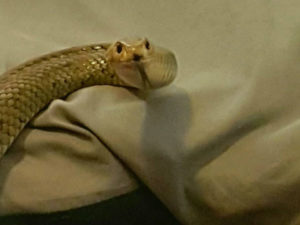 Eastern Brown Snake Turns Silver As It Slithers Into Australian Woman’s ...