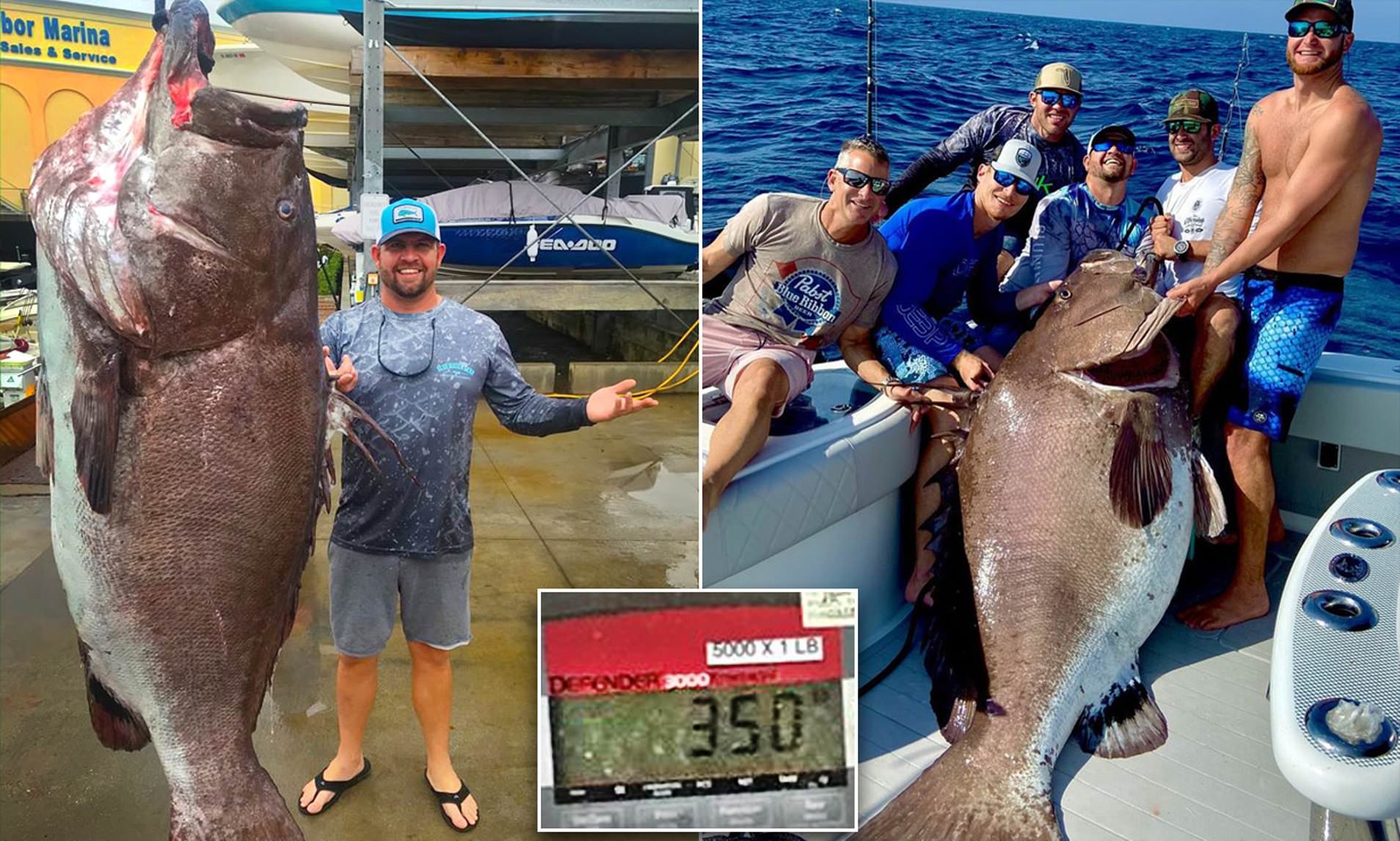 Fisherman Captures Extremely Rare 350-Pound 50-Year-Old Giant Fish ...