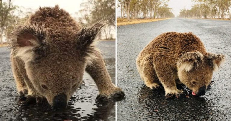 Heartbreaking Pictures Show Thirsty Koala Licking Rainwater Off A Road ...