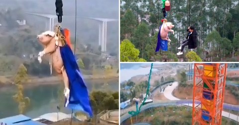 Live Pig Thrown Off A 230ft Bungee Jump In Chinese Holiday Resort As ...