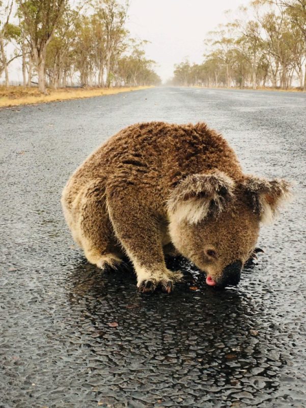 Heartbreaking Pictures Show Thirsty Koala Licking Rainwater Off A Road ...