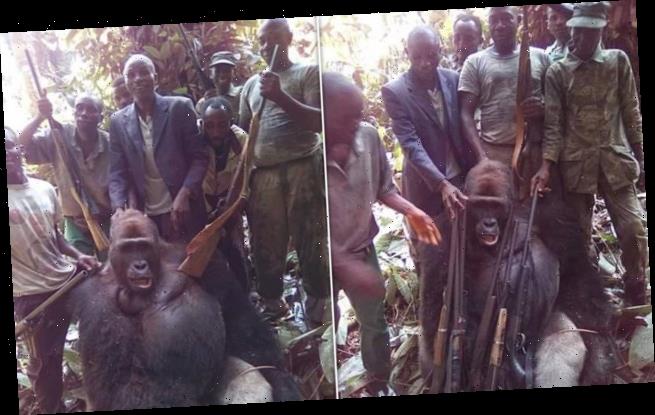 "Crime Against Nature": Poachers In Congo Pose With Gorilla They Just ...