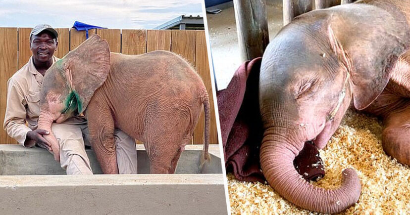 Extremely Rare Albino Elephant Calf Rescued After Being Trapped In Barbaric Snare For 4 Days