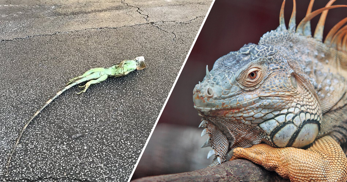 Temperatures In Florida Are So Low That That Iguanas Are Freezing Solid ...
